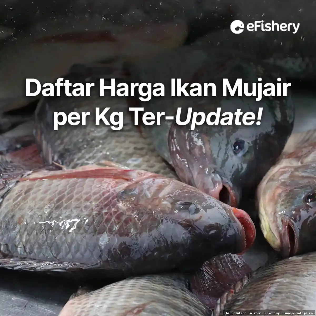 Wisata Mujair: Tips, Harga Tiket, Kuliner, Lokasi, Fasilitas dan Spot ...