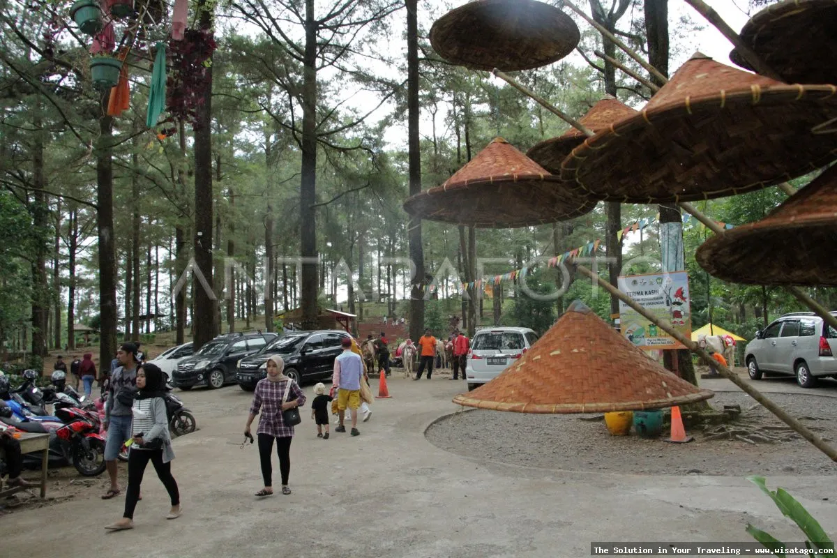 Wisata Wisata Hutan Pinus Buntudatu: Tips, Harga Tiket, Kuliner, Lokasi ...